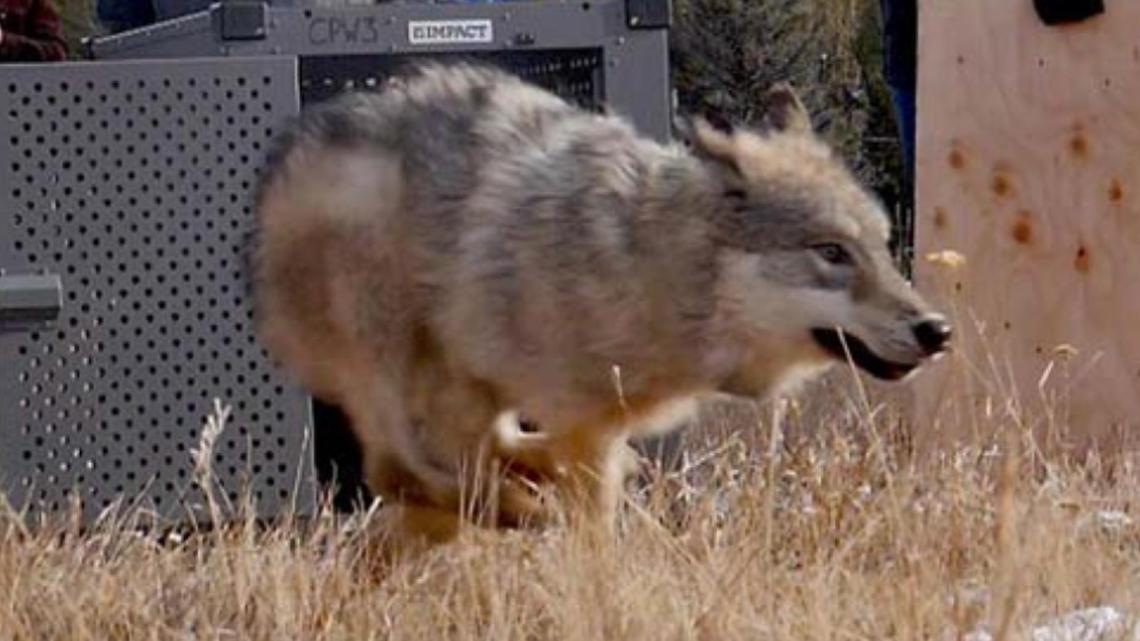 As Colorado tries to trap wolves, expert tells how it's done | 9news.com