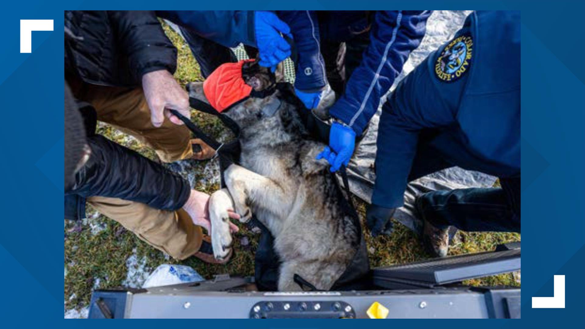 Colorado Parks and Wildlife will rerelease 5 wolves | 9news.com