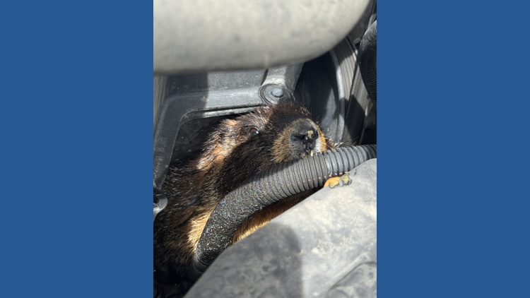 'Unexpected passenger' rides over 250 miles through Colorado mountains ...