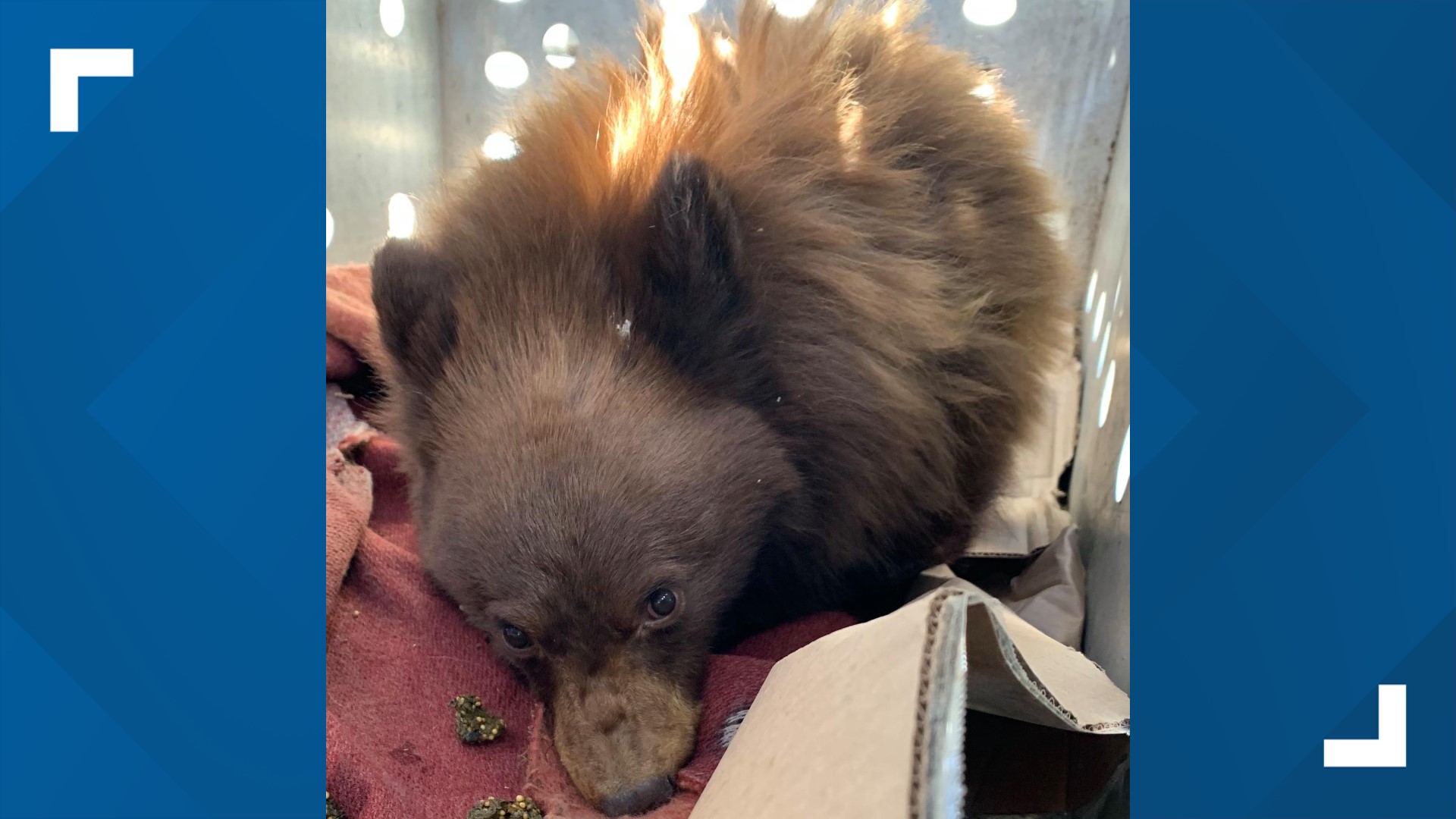 Injured and emaciated bear cub taken to rehabilitation center | 9news.com