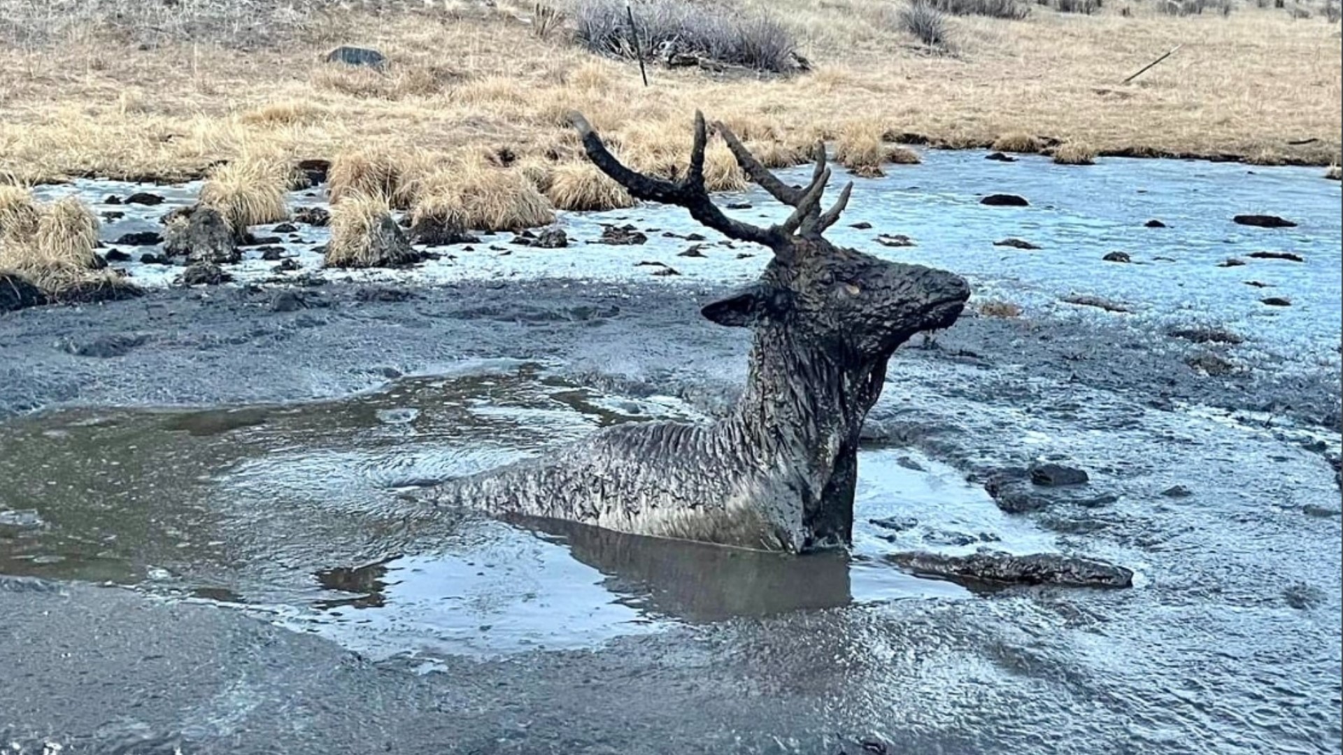 CPW rescues distressed elk stuck in mud in southwestern Colorado ...