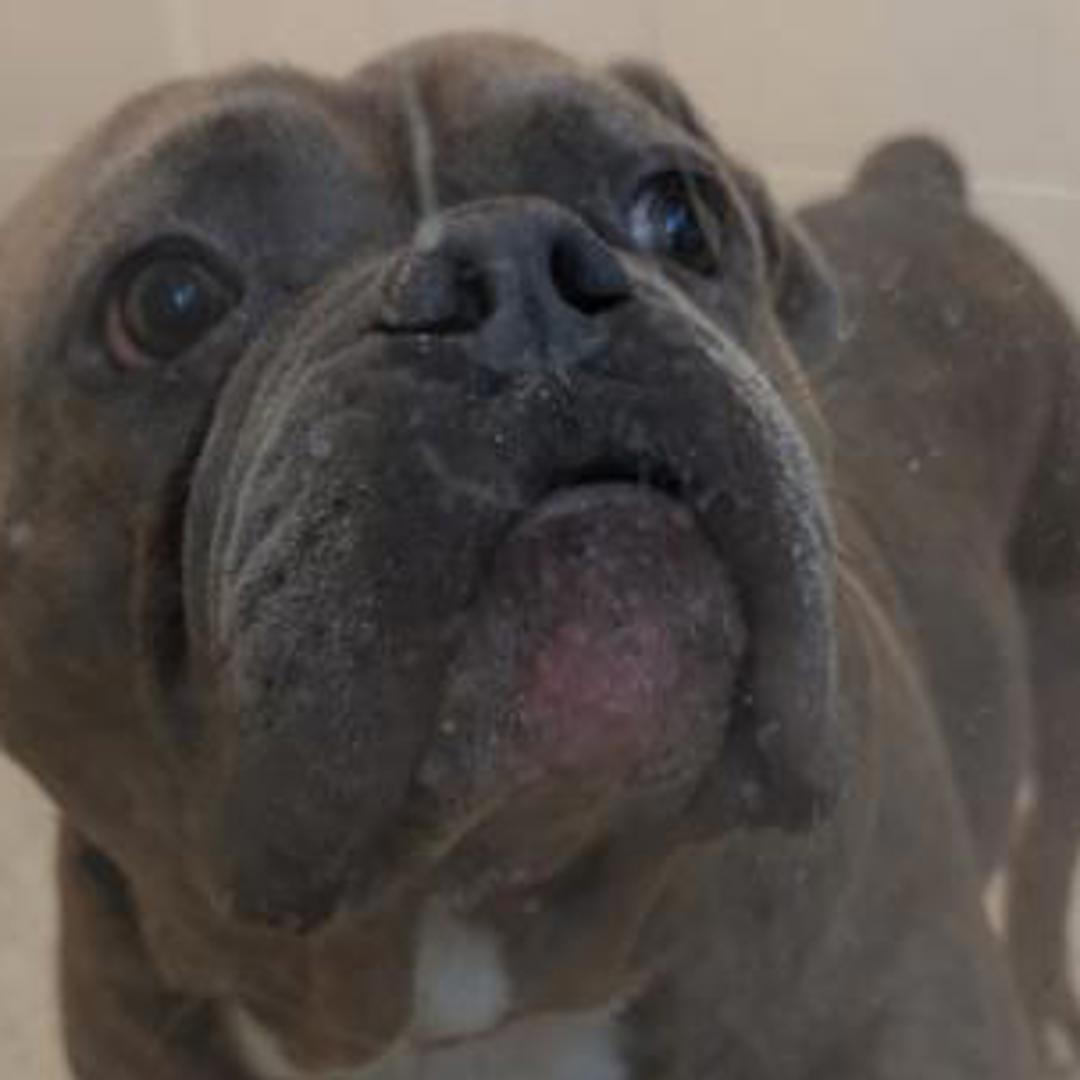 Riverdale Shelter at capacity after taking hundreds of animals from ...