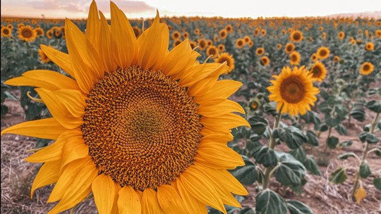 Incredible sunflower photos from across Denver and Colorado | 9news.com