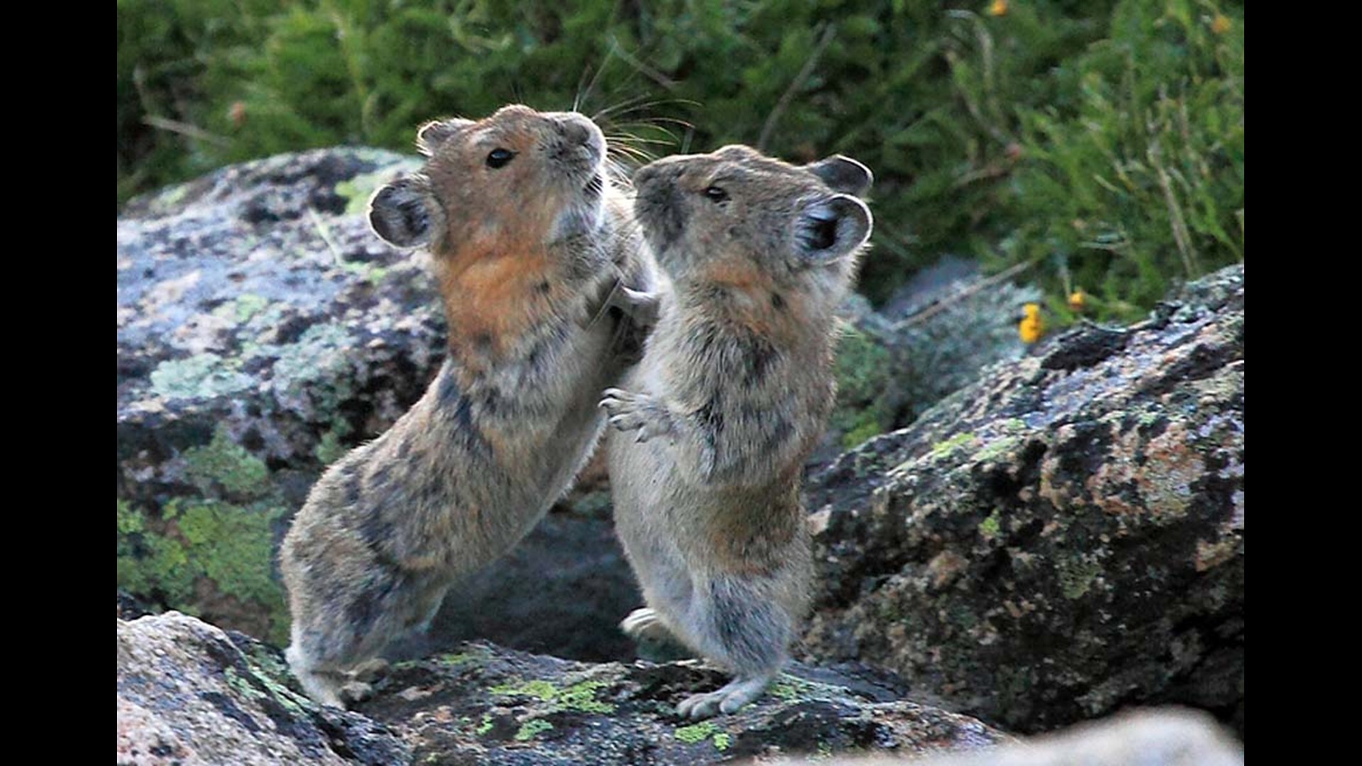 Pika conservation project goes statewide, needs volunteers | 9news.com