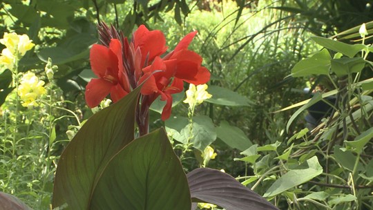 How to grow summer bulbs in pots | 9news.com