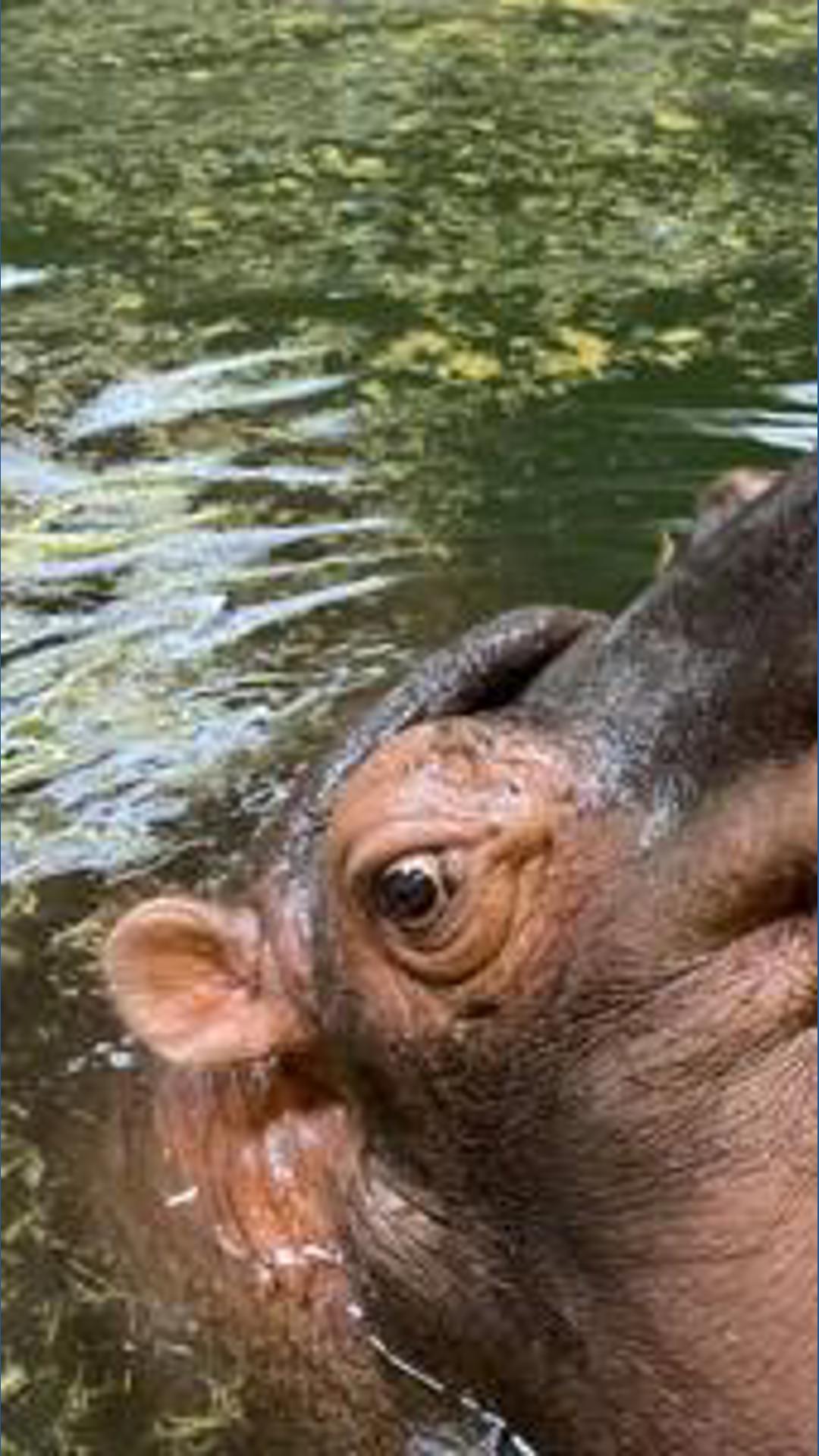 Denver Zoo hippo moving to Texas for new habitat | 9news.com