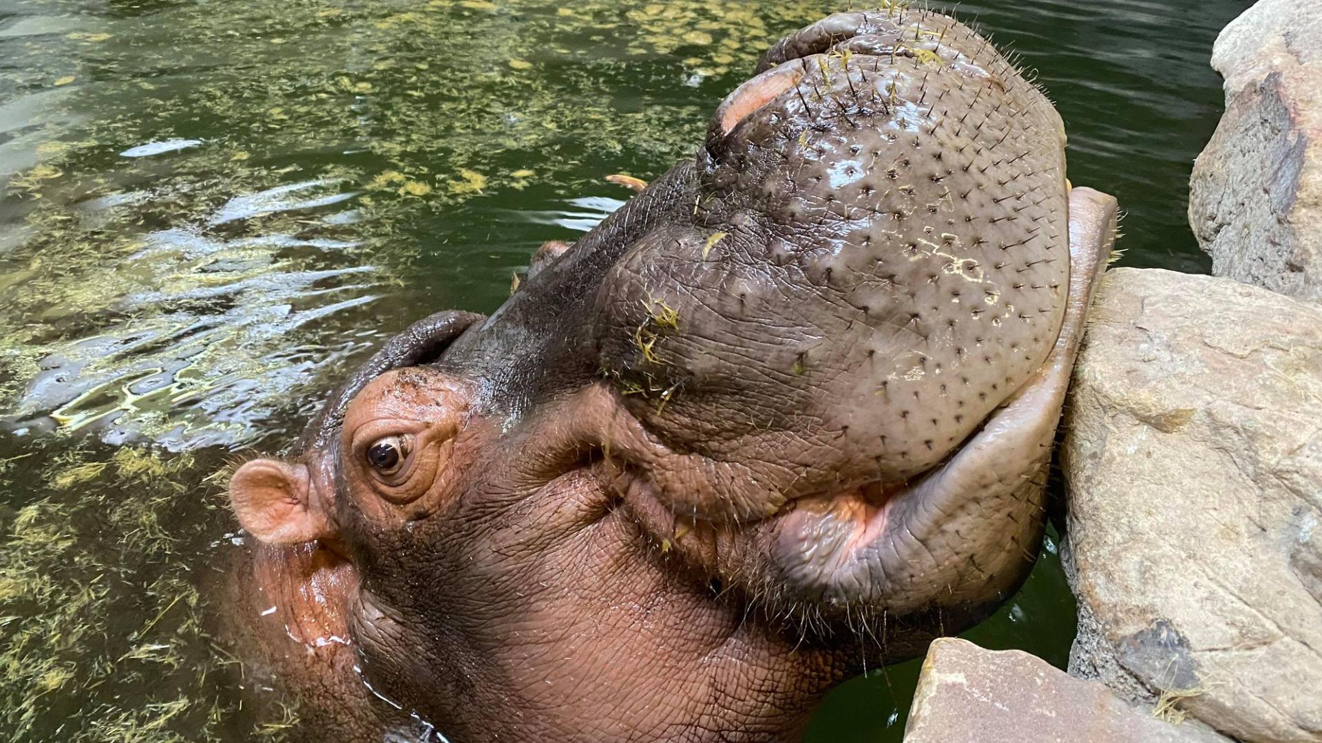 Denver Zoo hippo moving to Texas for new habitat | 9news.com