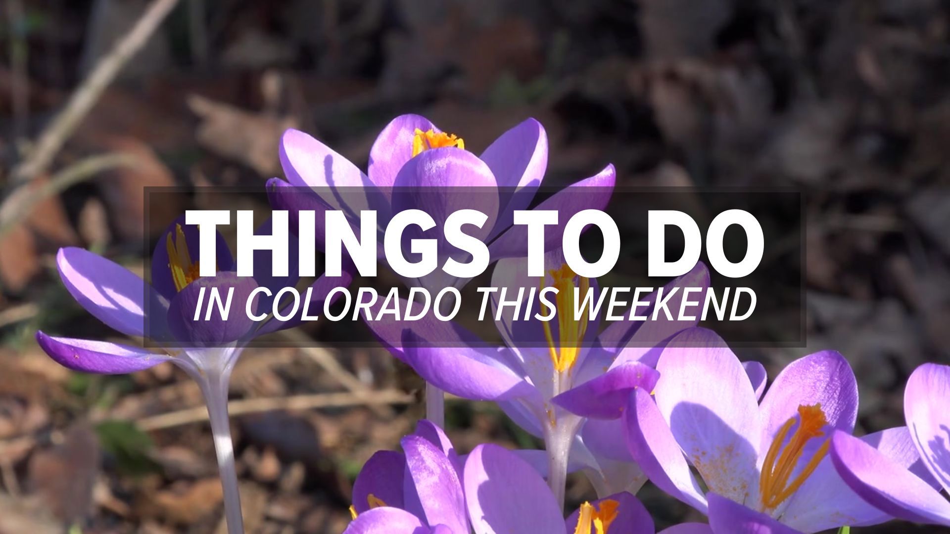 Country Jam Colorado music festival announces 2025 performers | 9news.com