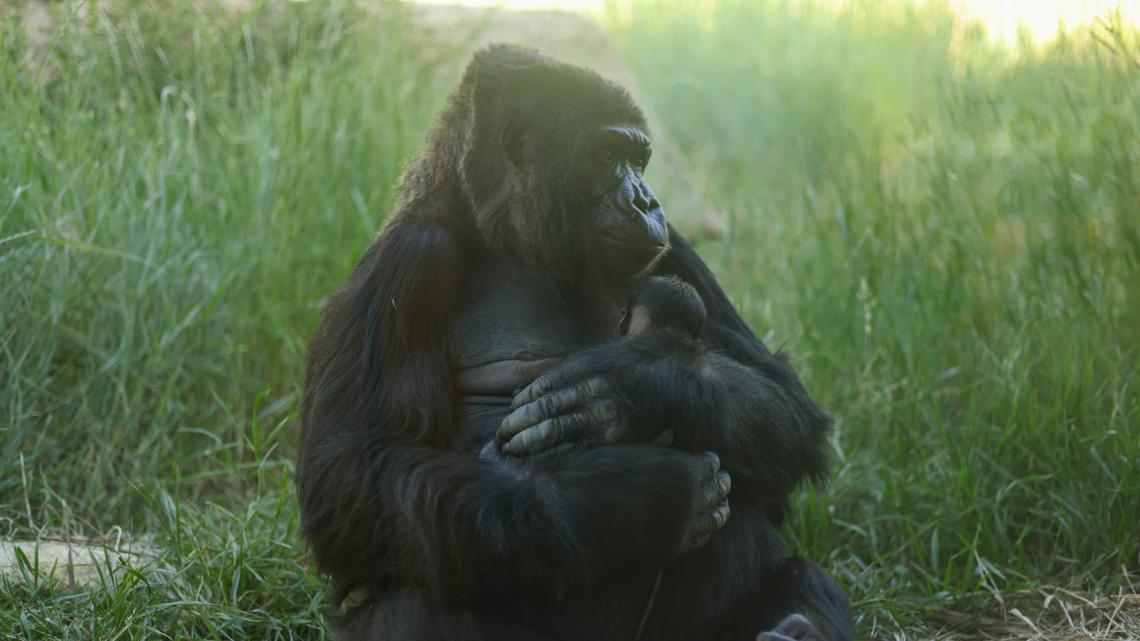 Cheyenne Mountain Zoo welcomes endangered baby gorilla after 13 years | 9news.com