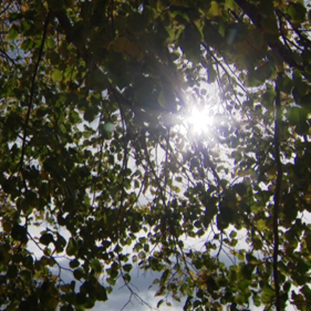 Hidden danger: Colorado's 'zombie trees' pose threat to homeowners this ...