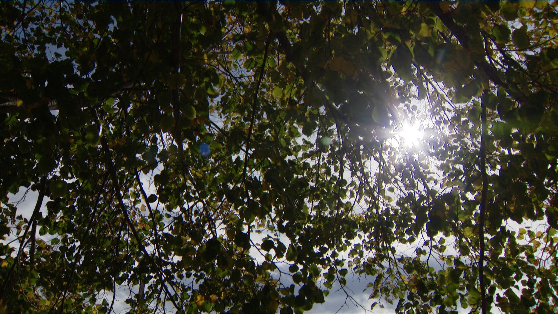 Hidden danger: Colorado's 'zombie trees' pose threat to homeowners this ...