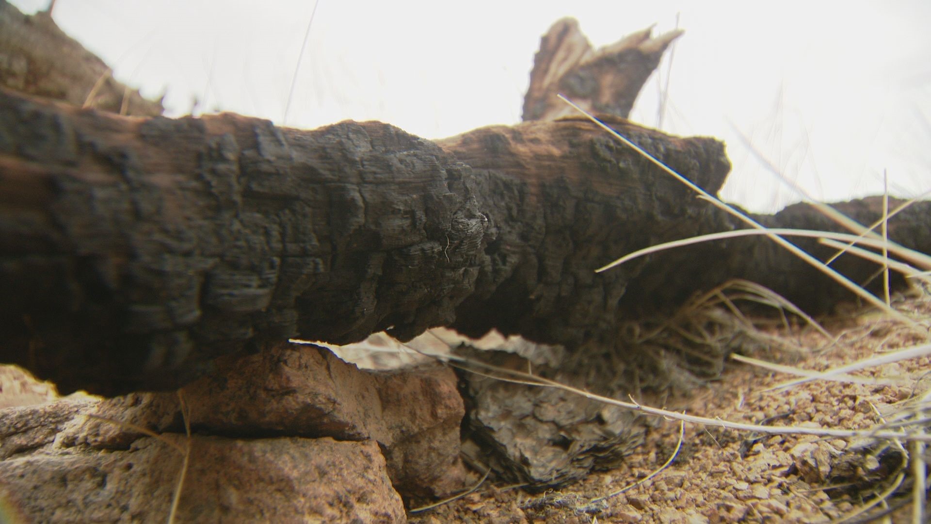 The Hayman Fire, 20 years later | 9news.com