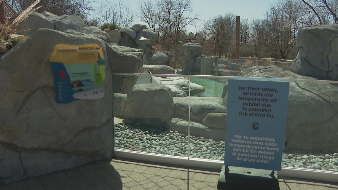 Denver Zoo moves birds inside to protect them from avian flu | 9news.com