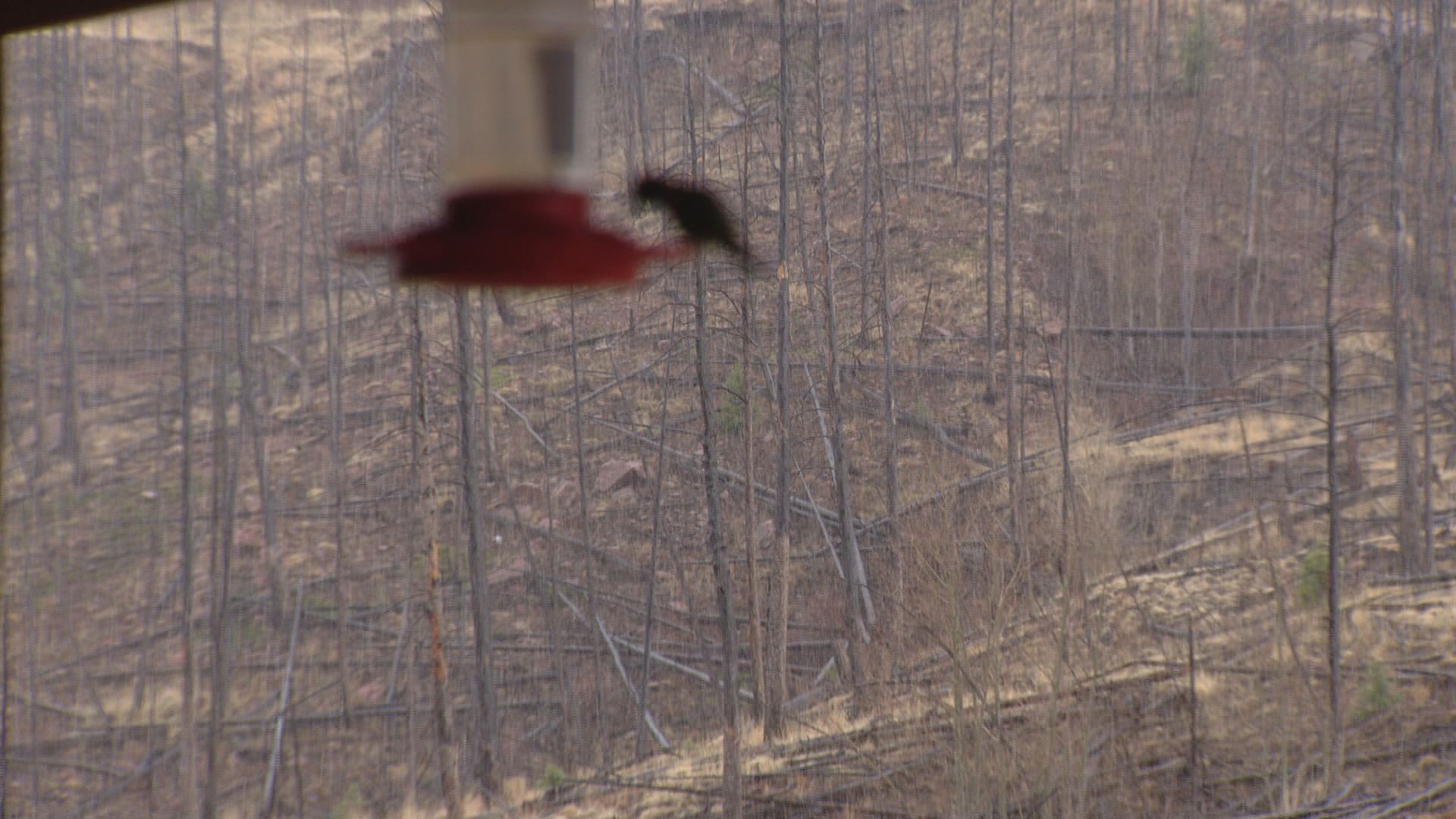 The Hayman Fire, 20 years later | 9news.com