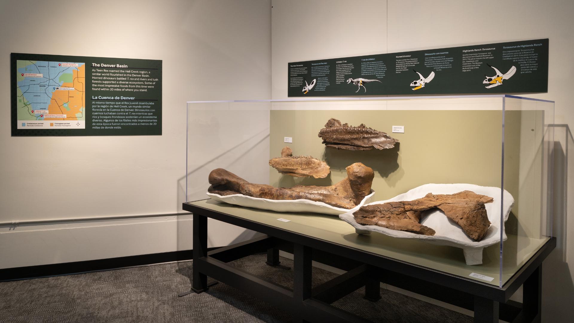 Rare 'Teen Rex' tyrannosaur fossil on display at Denver museum | 9news.com