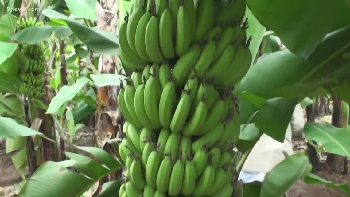 What is a 'banana belt', and does Colorado have one? | 9news.com