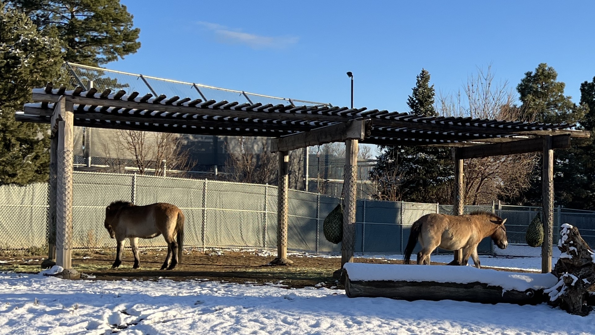 Denver Zoo Lights help attract visitors in winter months | 9news.com