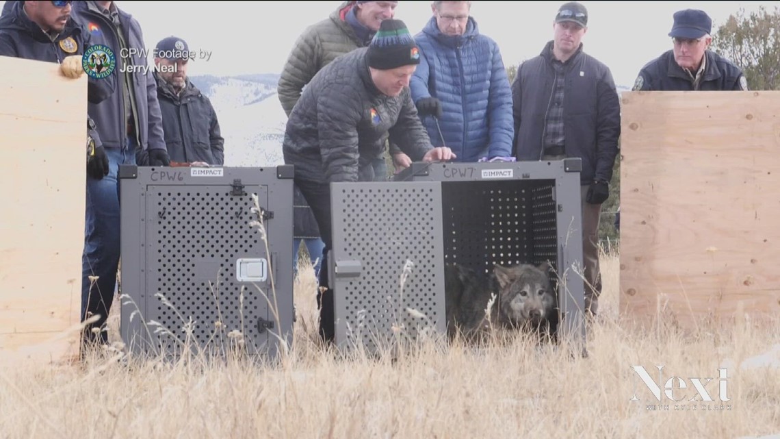 CPW releases 5 wolves from Oregon into Colorado as part of ...