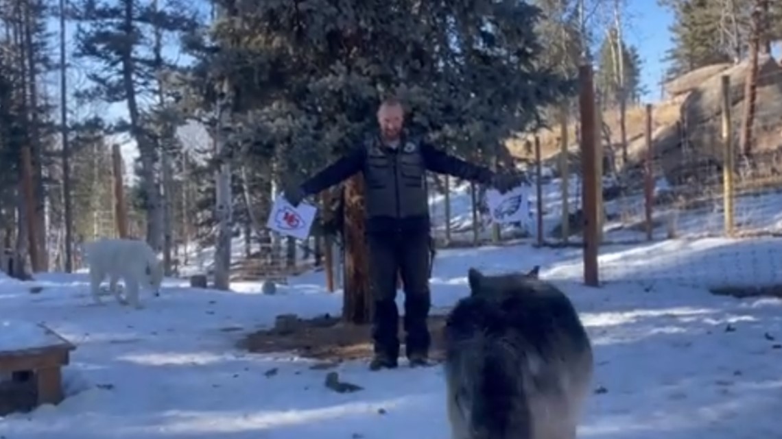 Colorado wolf picks winner of Super Bowl | 9news.com