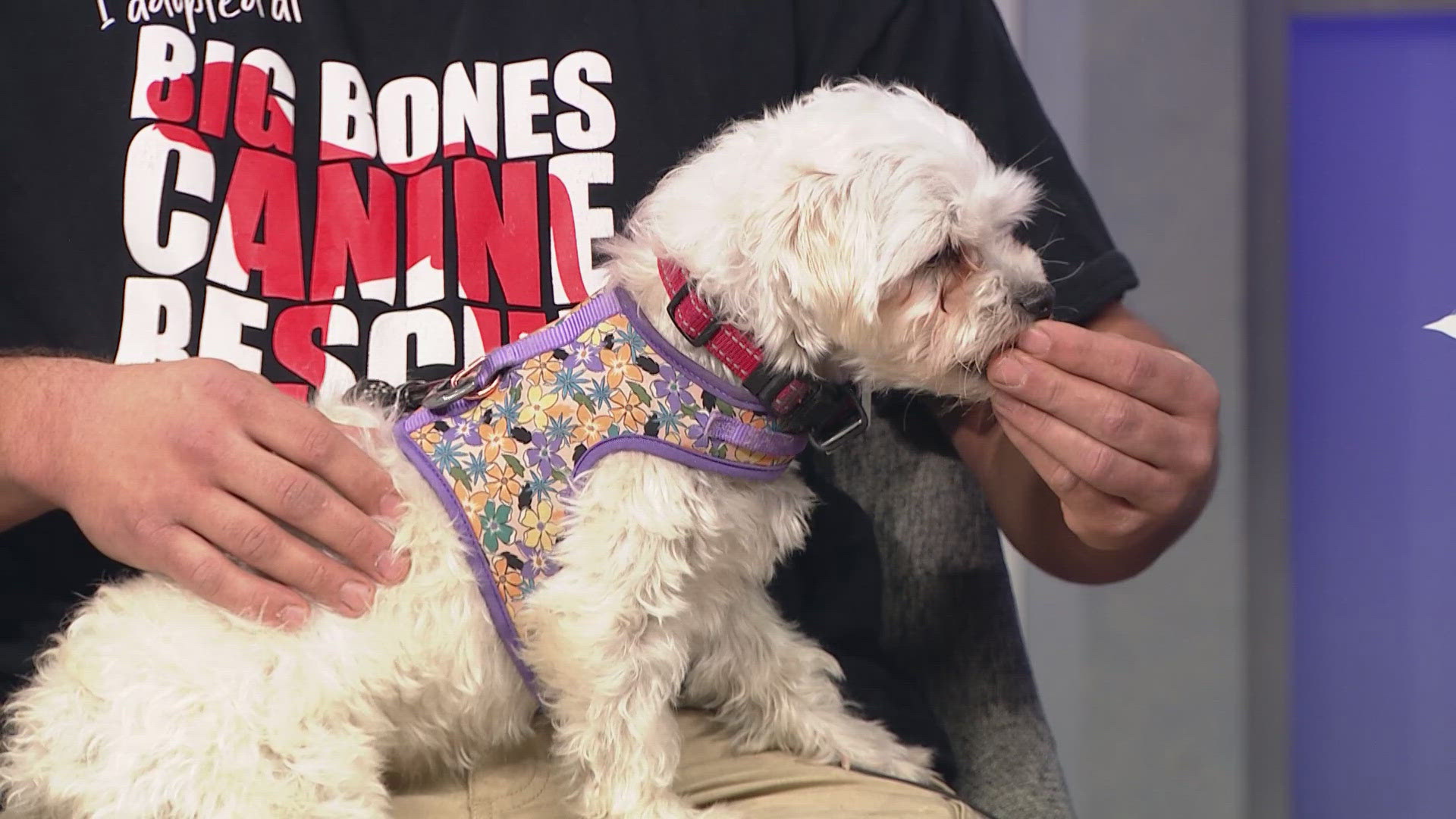 Charlie is a sweet pup who loves exploring and is looking for a forever ...