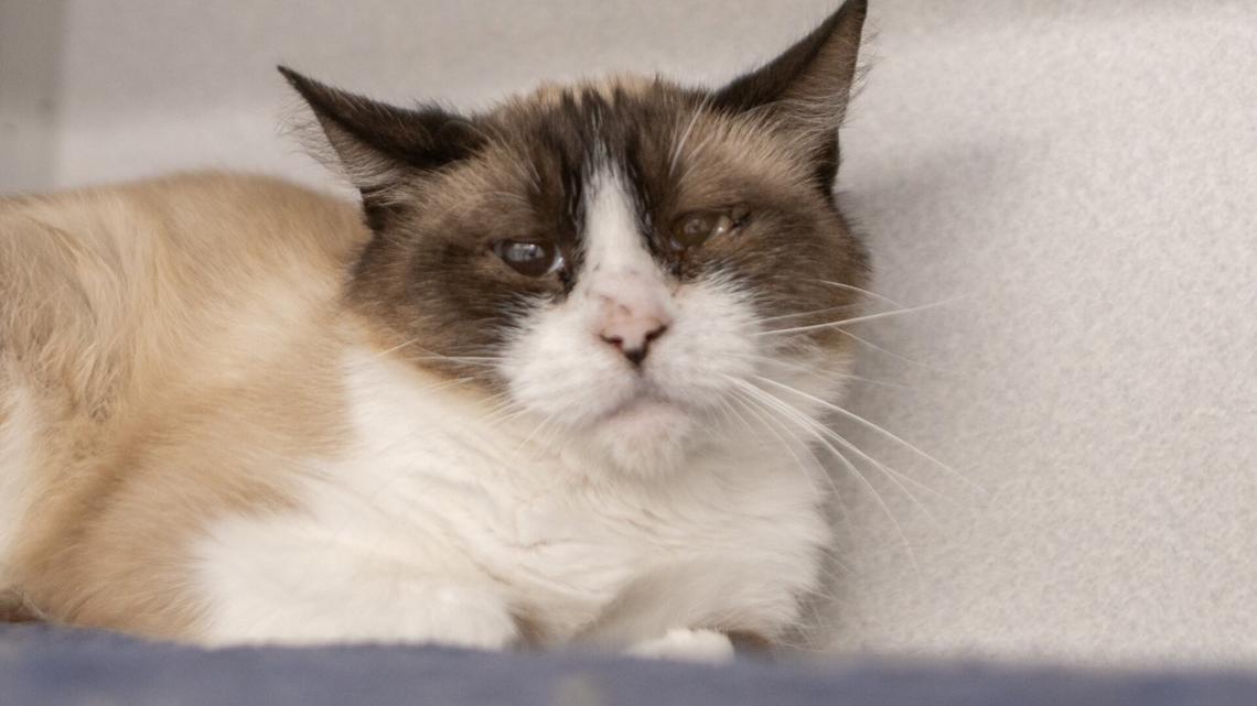 Humane Colorado seeks donations for rescued cats | 9news.com