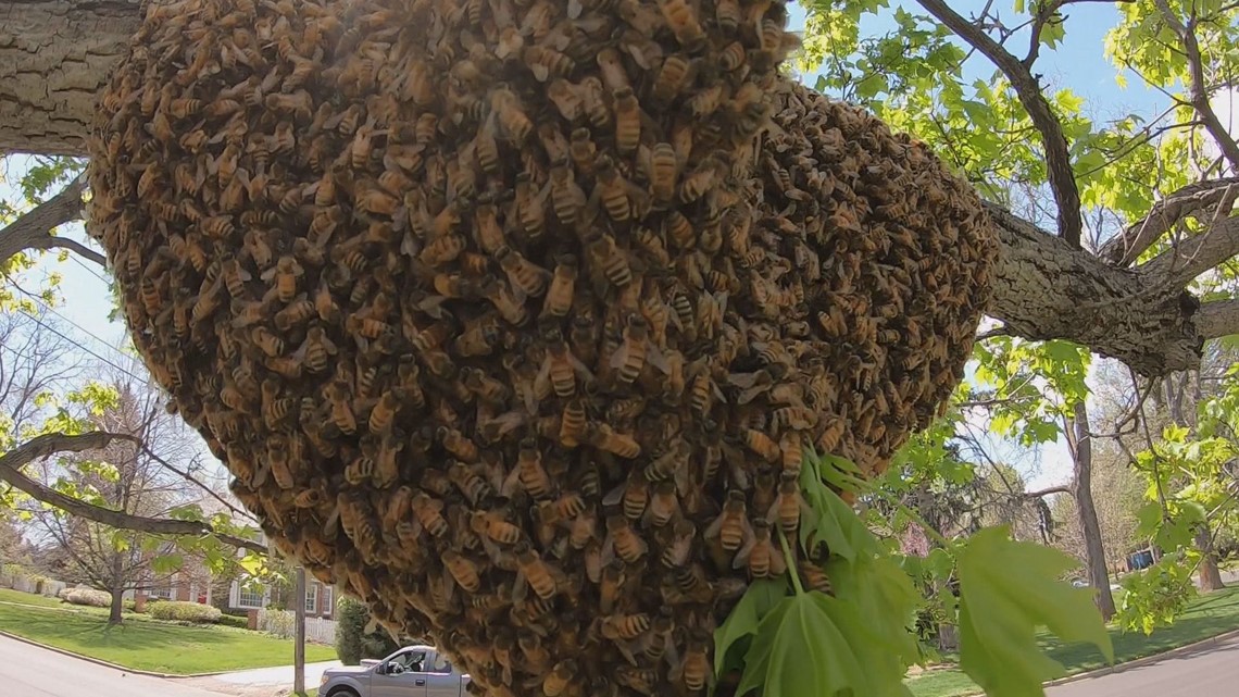 Bee swarm season arrives with warmer weather | 9news.com