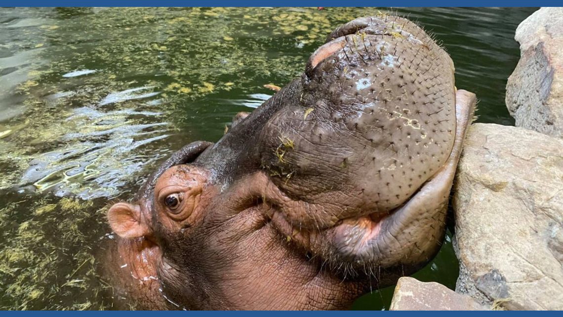 Denver Zoo's beloved hippo won't be moving to Texas — yet | 9news.com