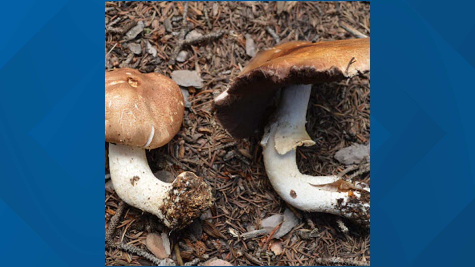 Colorado designates Agaricus julius as state mushroom | 9news.com