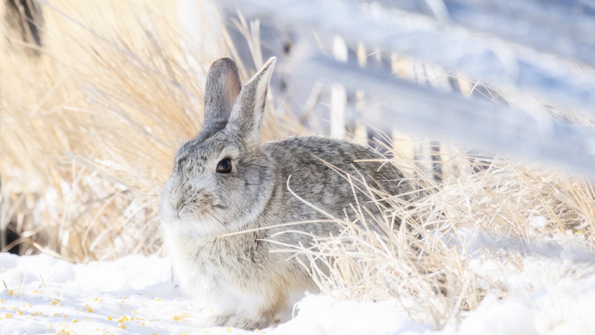 Rabbit disease found in North American cottontail in Colorado | 9news.com