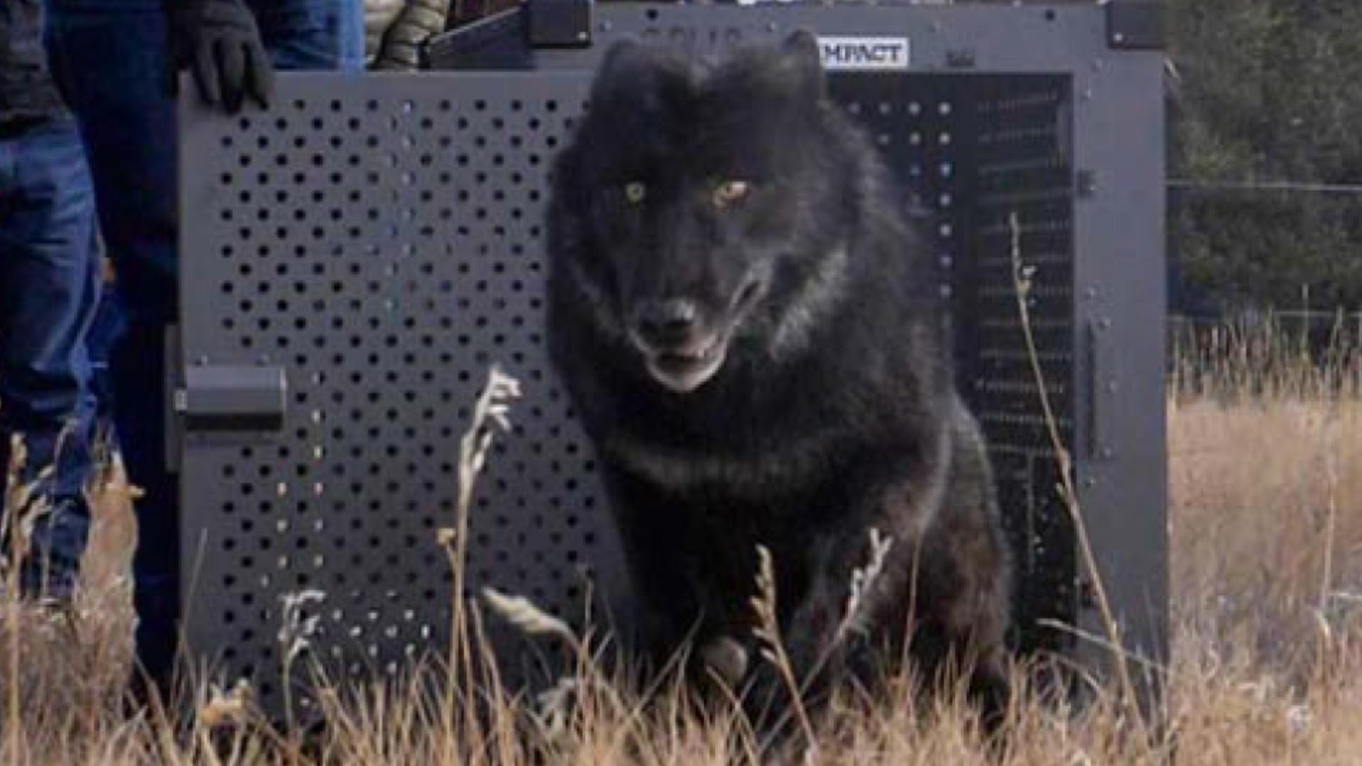Cause of death revealed for wolf that died in Colorado mountains ...