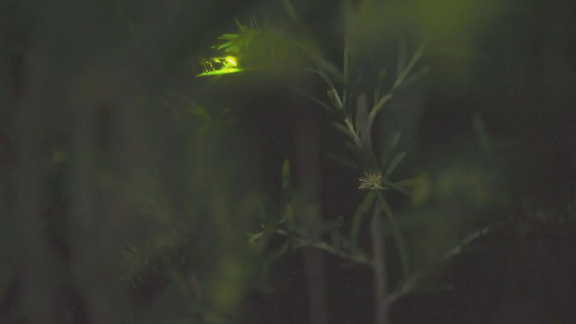 Researchers studying fireflies at northern Colorado marsh | 9news.com