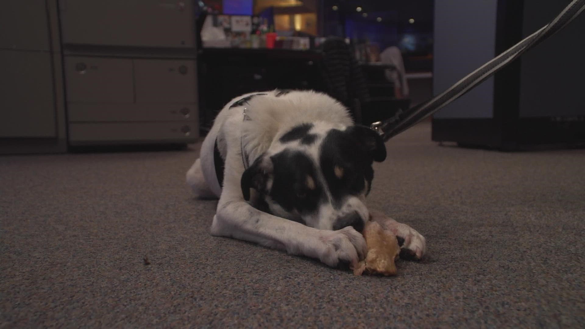 Petline9: Rezdawg Rescue | 9news.com