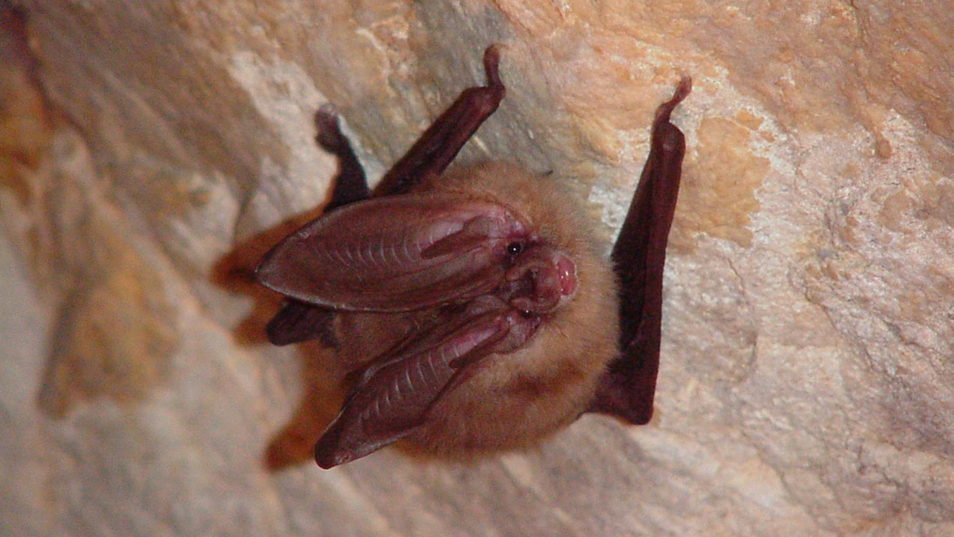 Fungus linked to white-nose syndrome detected at Rocky Mountain National Park | 9news.com