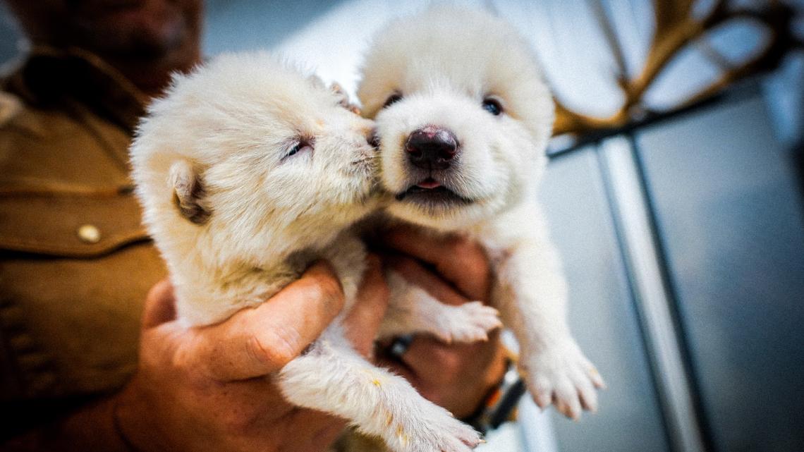 Dire wolf brought back from extinction after 13,000 years | 9news.com