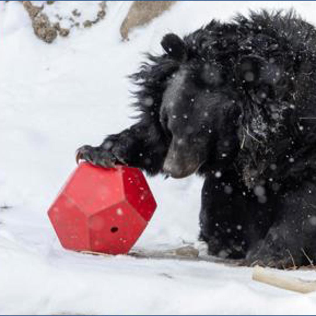 Beezler, Oldest US Asiatic Black Bear, Passes at Cheyenne Mountain Zoo ...