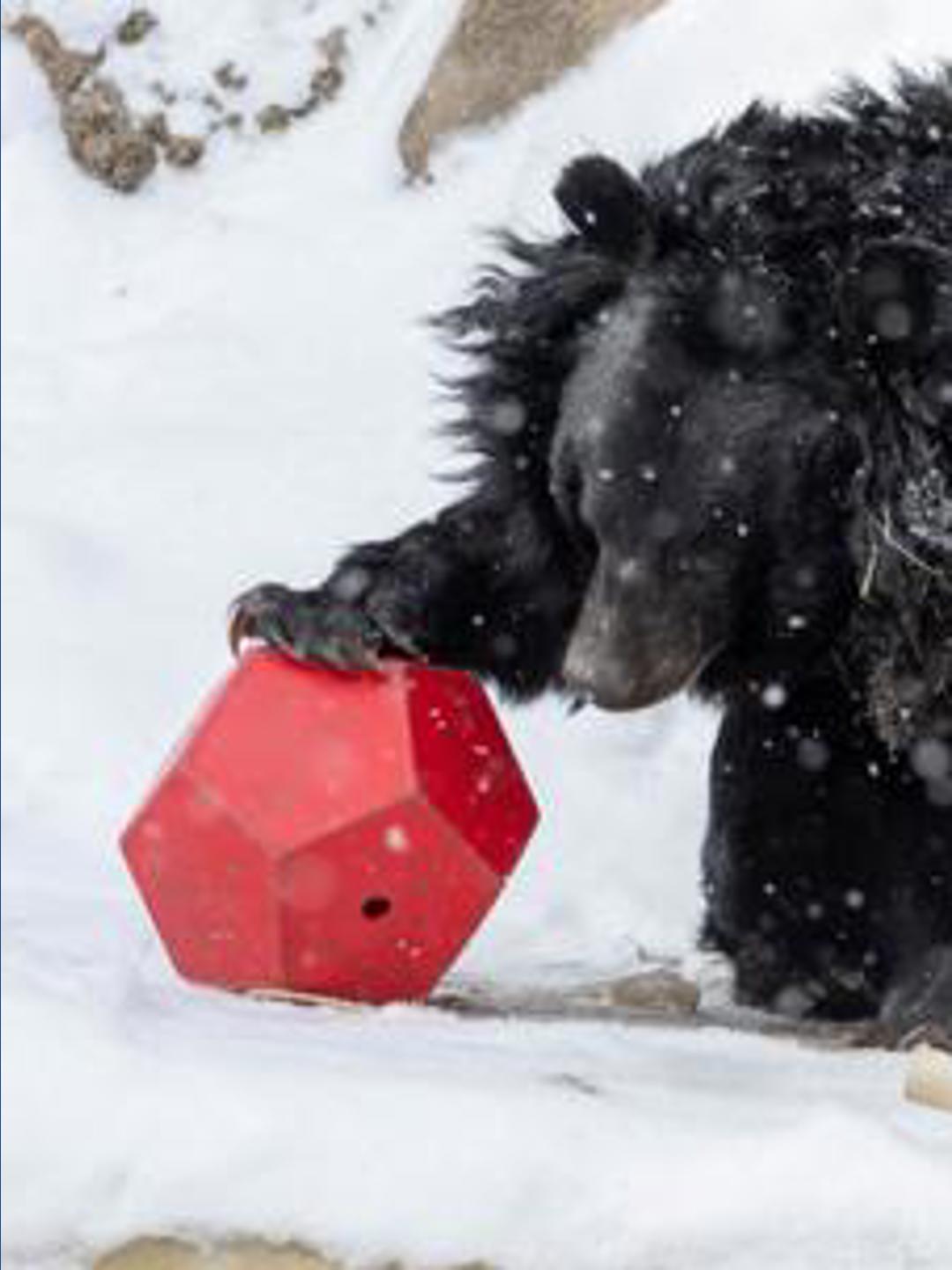 Beezler, Oldest US Asiatic Black Bear, Passes at Cheyenne Mountain Zoo ...