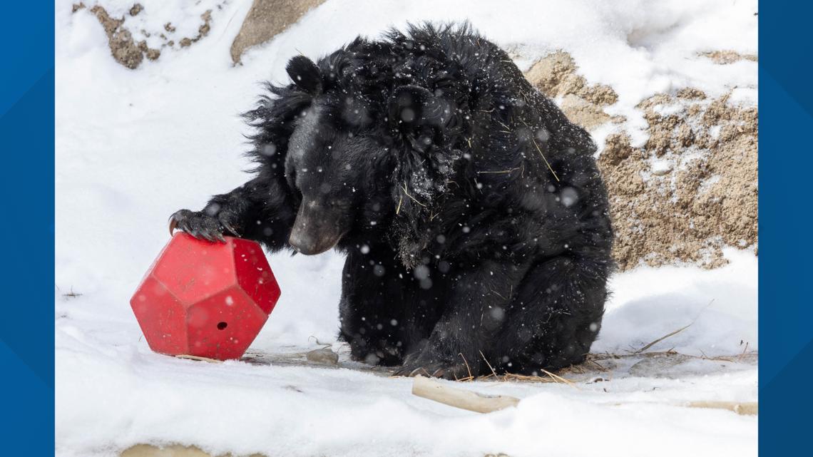 Beezler, Oldest US Asiatic Black Bear, Passes at Cheyenne Mountain Zoo ...
