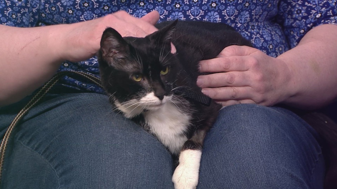 Senior cat Cuddles is looking for a warm lap to sleep on | 9news.com