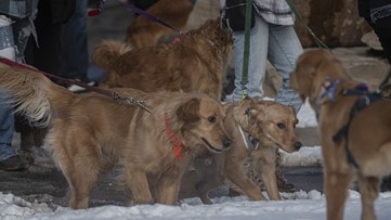 Thousands of golden retrievers are gathering in Golden, Colorado ...