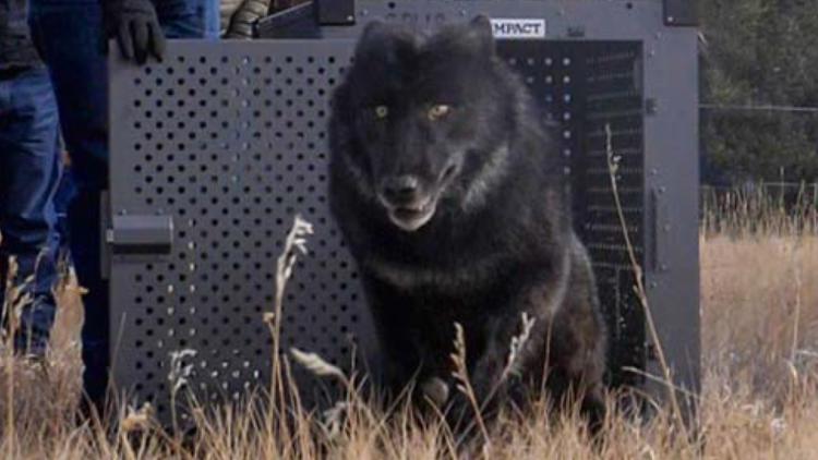 Necropsy shows cause of death for Colorado wolf 2307 | 9news.com