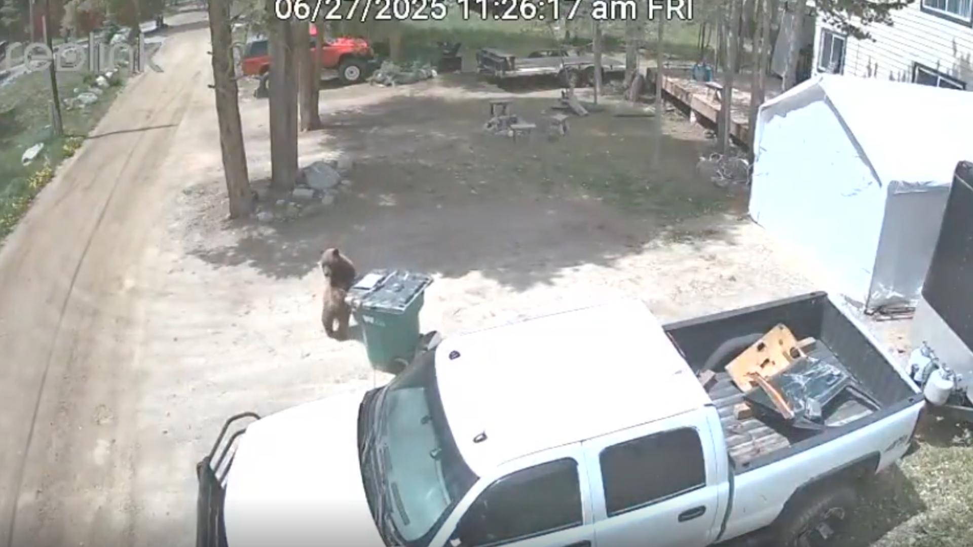 WATCH: Bear takes in the trash | 9news.com