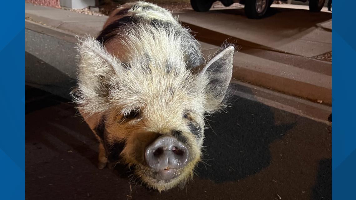 Aurora Police find lost pig's owners after wild Sunday night | 9news.com