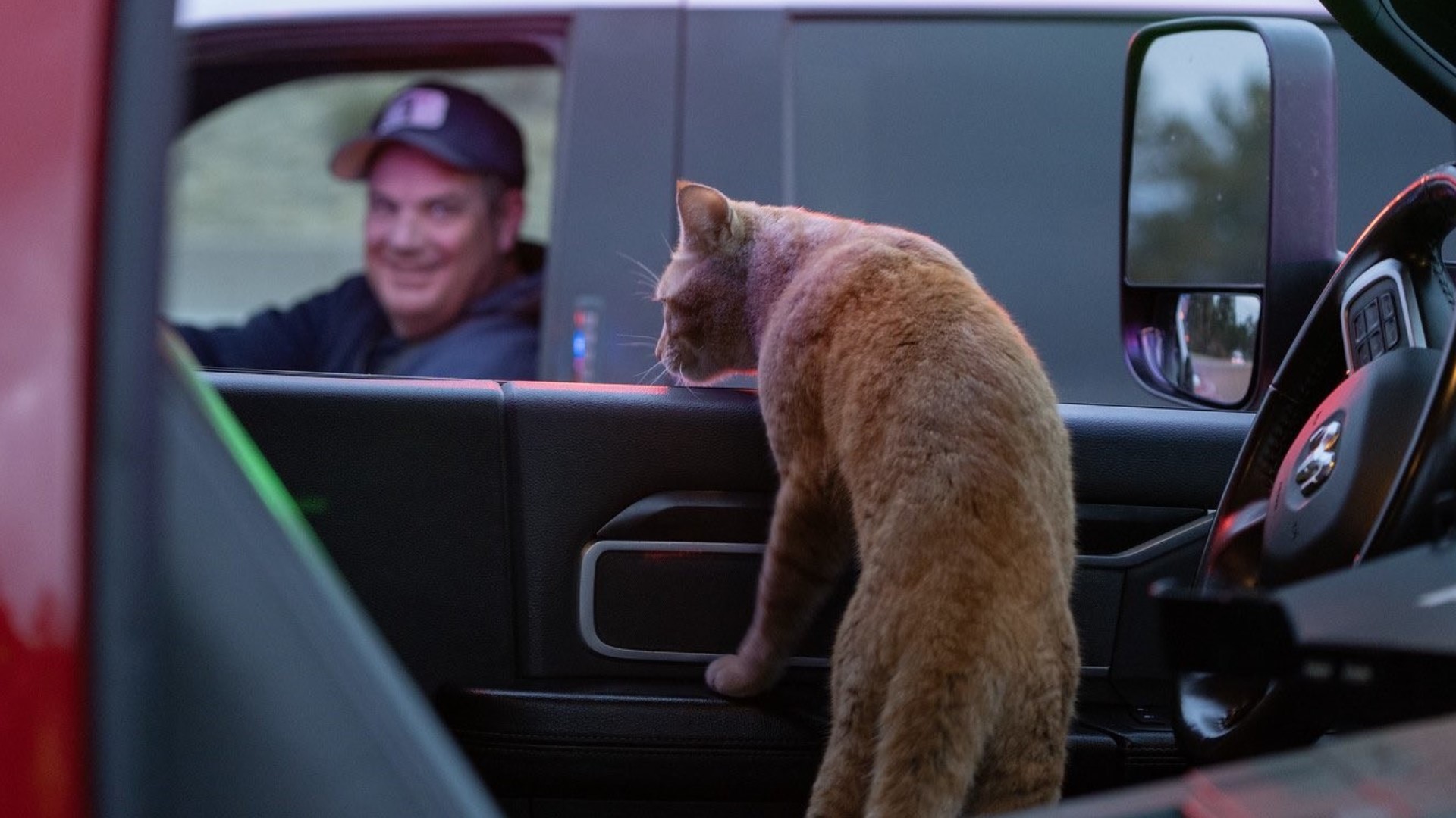 South Metro firefighter adopts cat after crash on I-25 | 9news.com