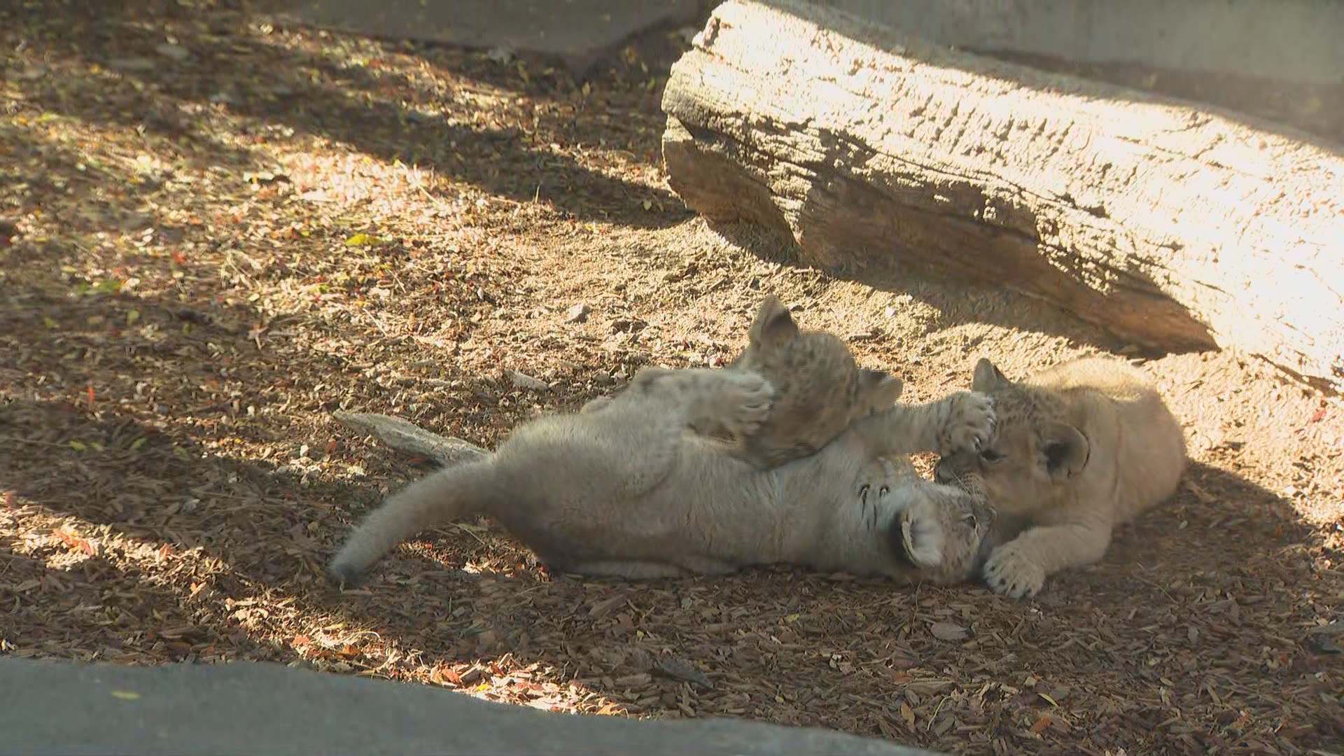 Denver Zoo's baby lion cubs make their debut: Live look at the new cubs ...