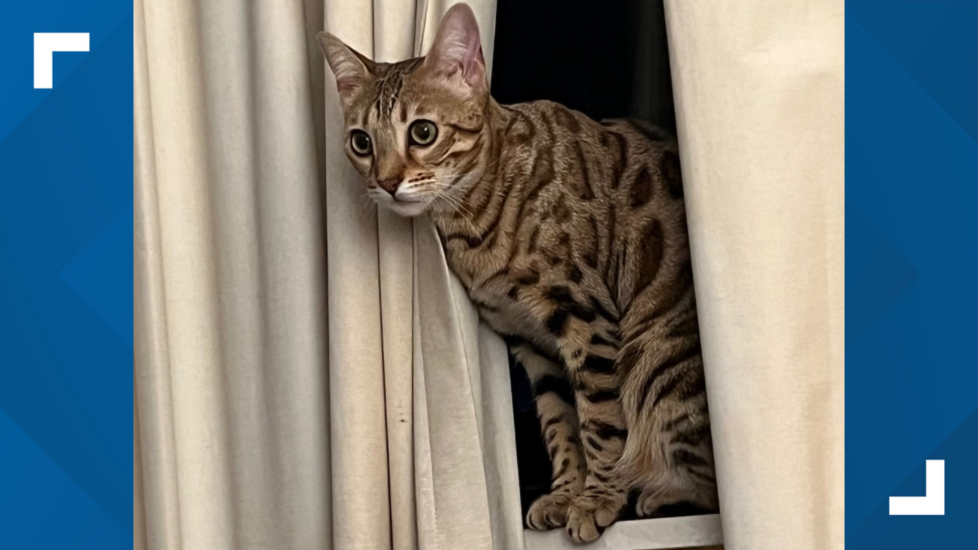 Missing Bengal show cat found safe at Denver airport | 9news.com