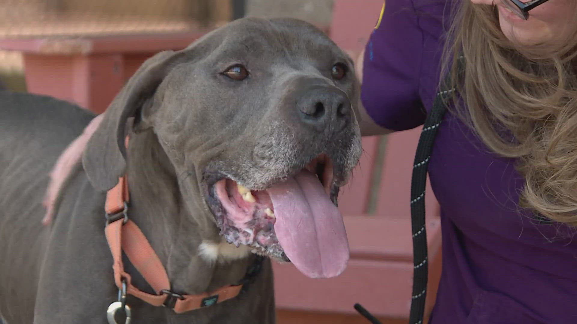 Denver sees rise in emaciated pets needing urgent care | 9news.com