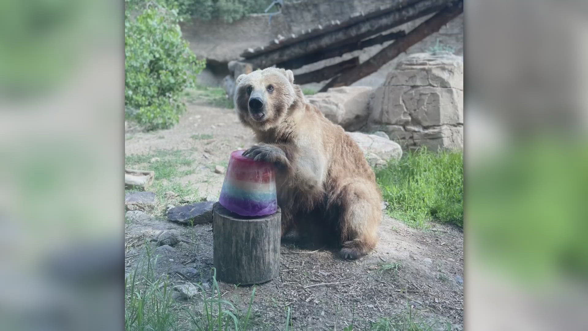 Zoo staff help animals beat the heat and stay cool | 9news.com
