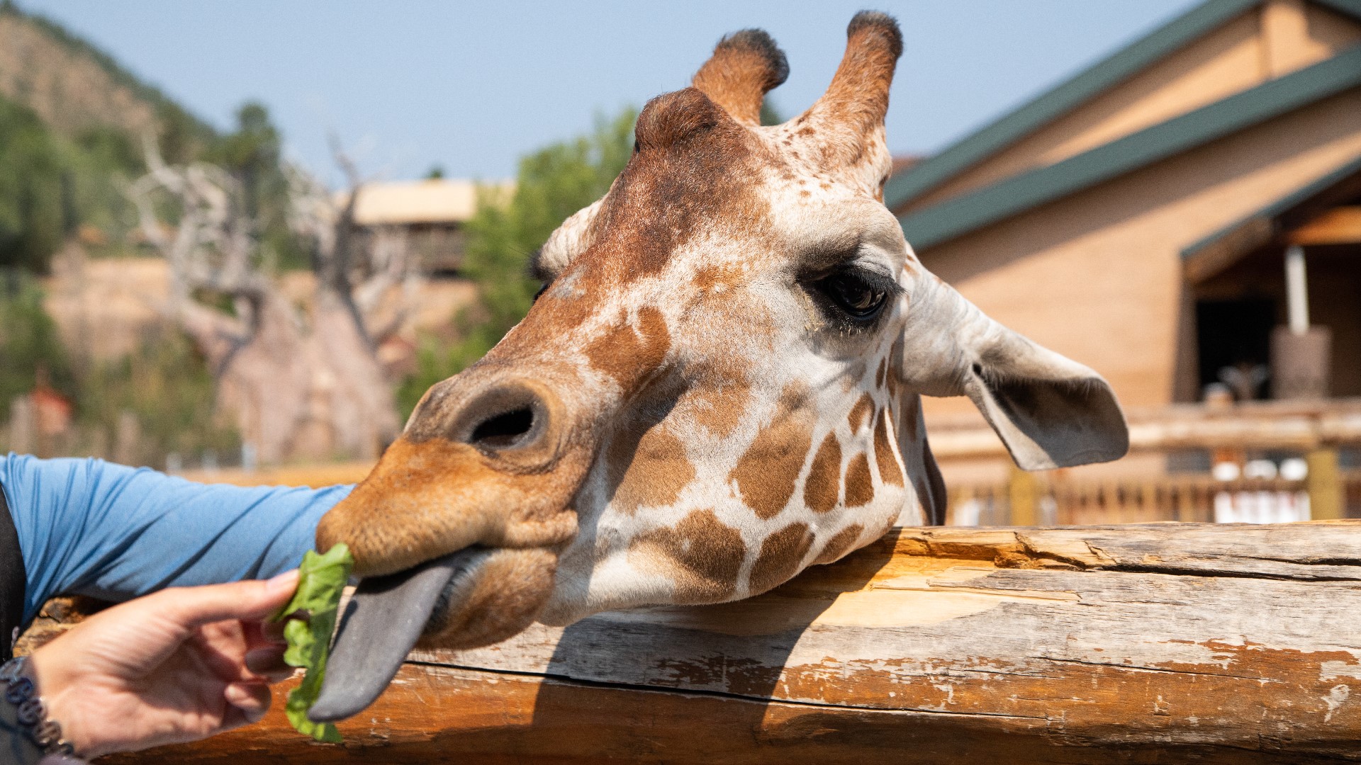 Giraffe gives birth at Cheyenne Mountain Zoo | 9news.com