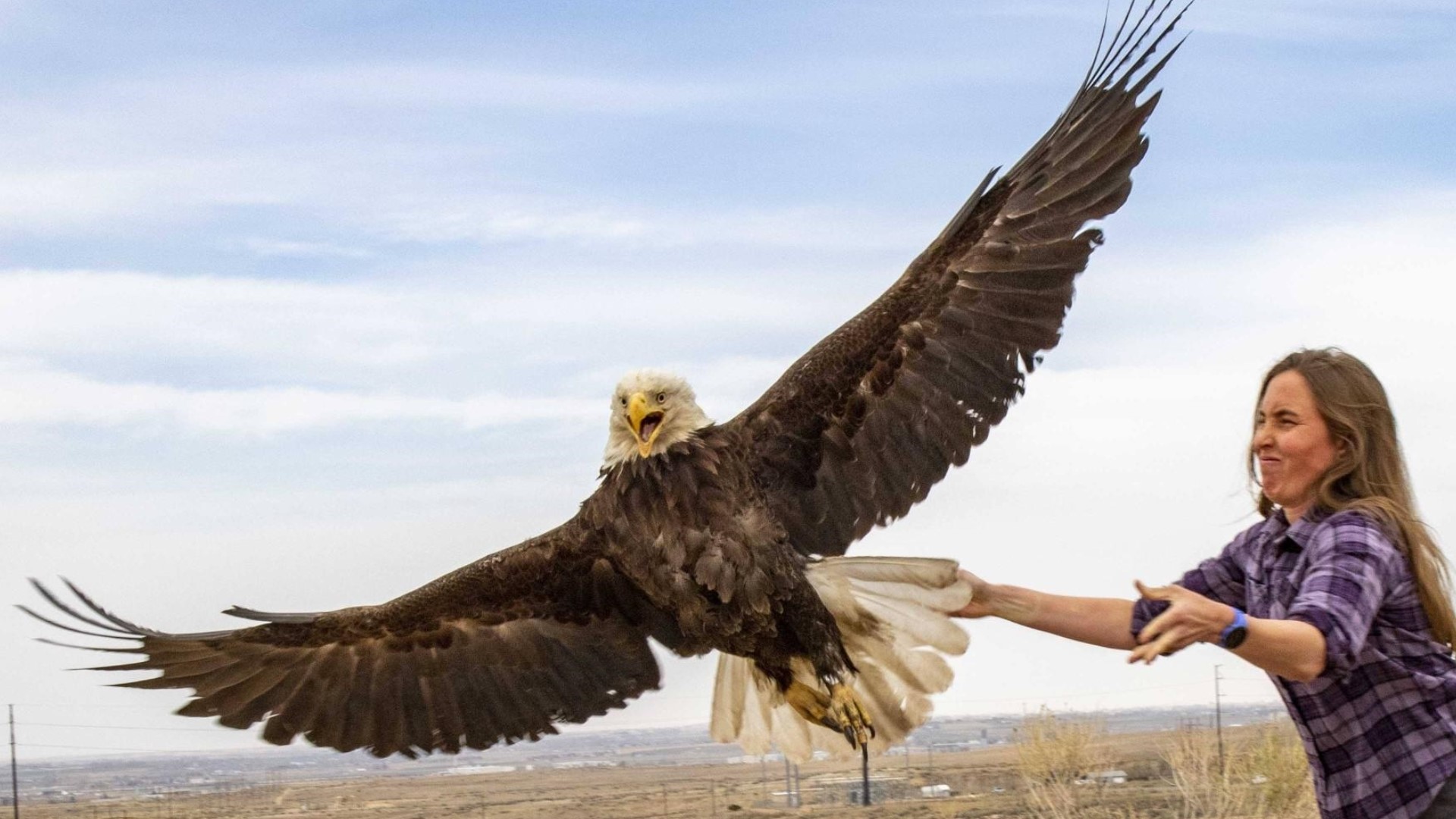 Record high bald eagle population in Colorado | 9news.com