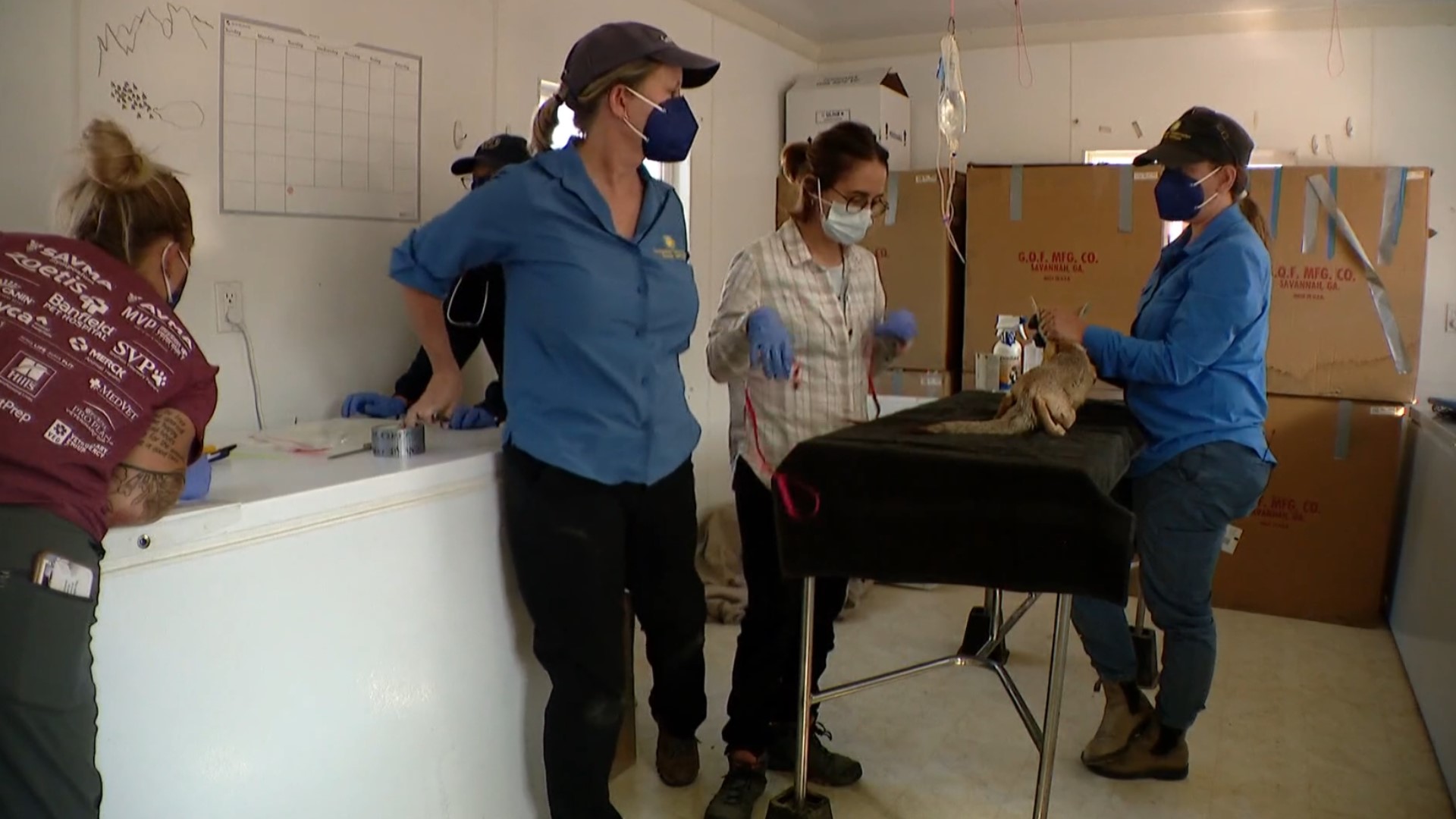 Colorado helps another Western state to repopulate prairie animal ...